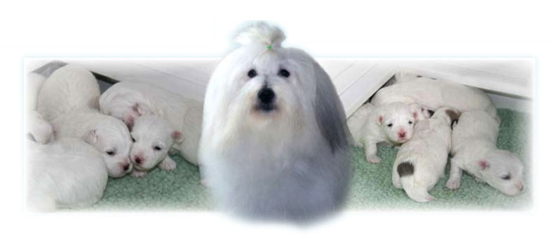 Find A Reputable Breeder - North American Coton Association